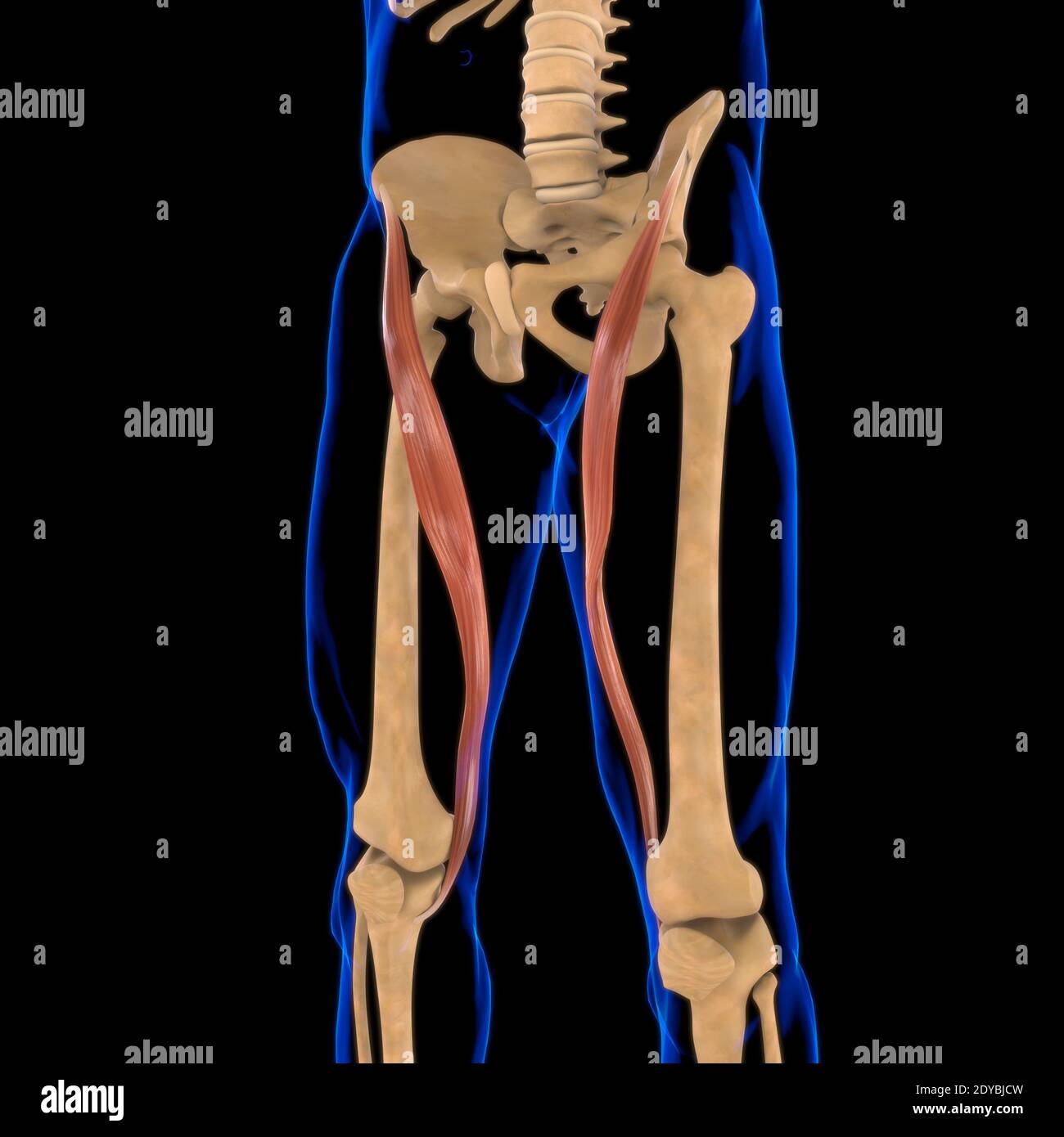 3D Illustration, Muscle is a soft tissue, Muscle cells contain proteins ...