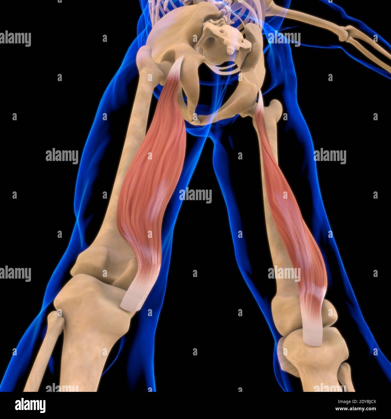 3D Illustration, Muscle is a soft tissue, Muscle cells contain proteins ...