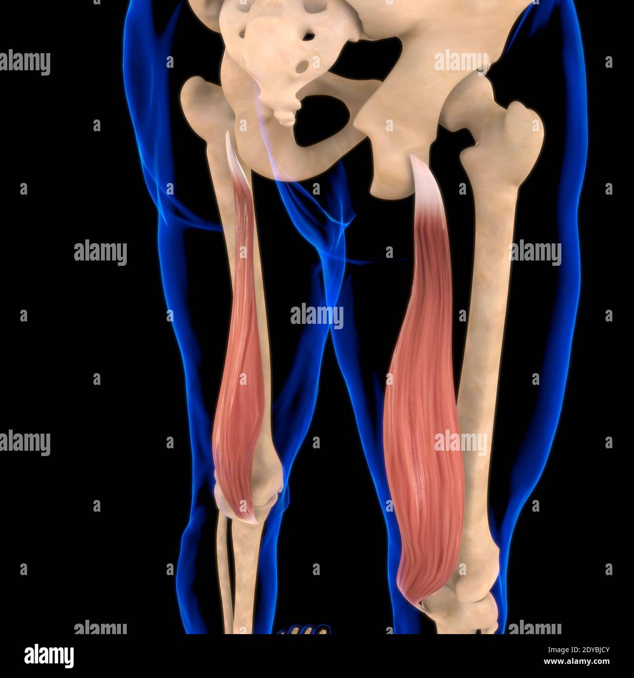 Rectus femoris hi-res stock photography and images - Alamy