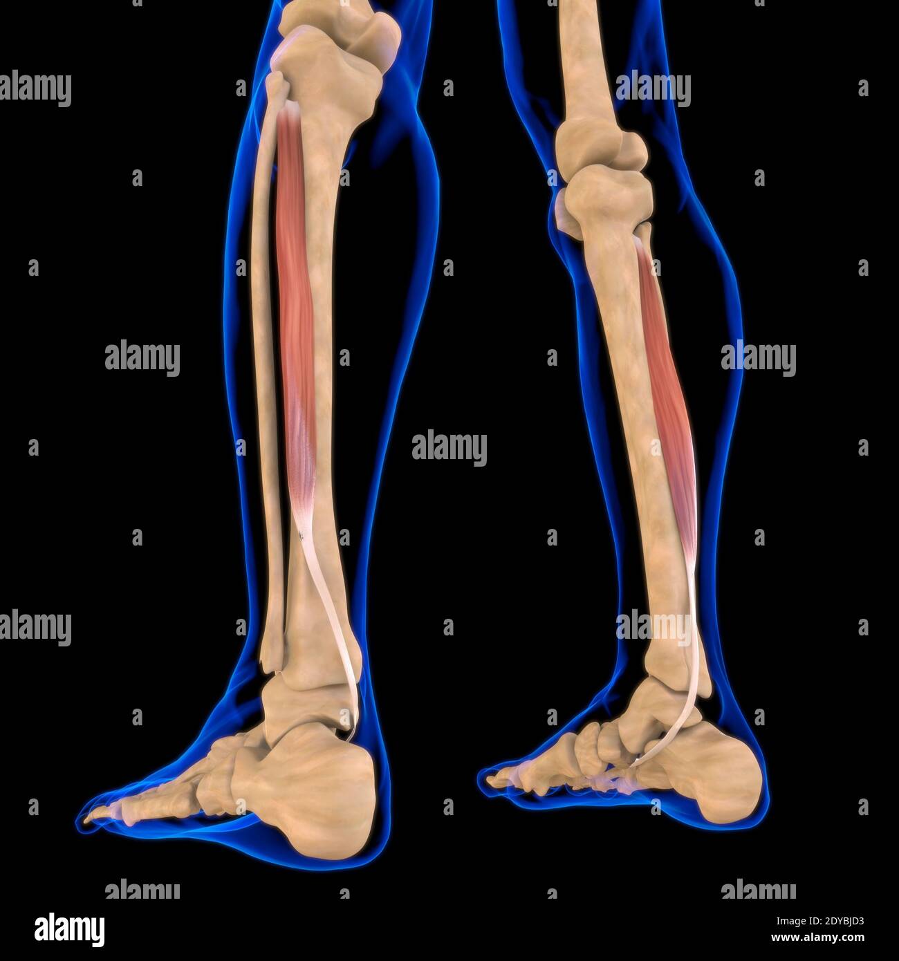 Extensor digitorum longus lateralis hi-res stock photography and images ...