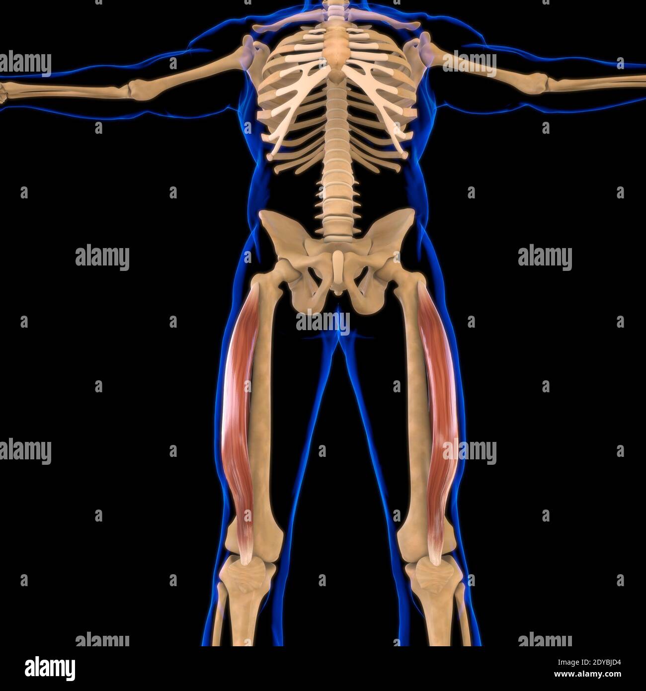 3D Illustration, Muscle is a soft tissue, Muscle cells contain proteins ...