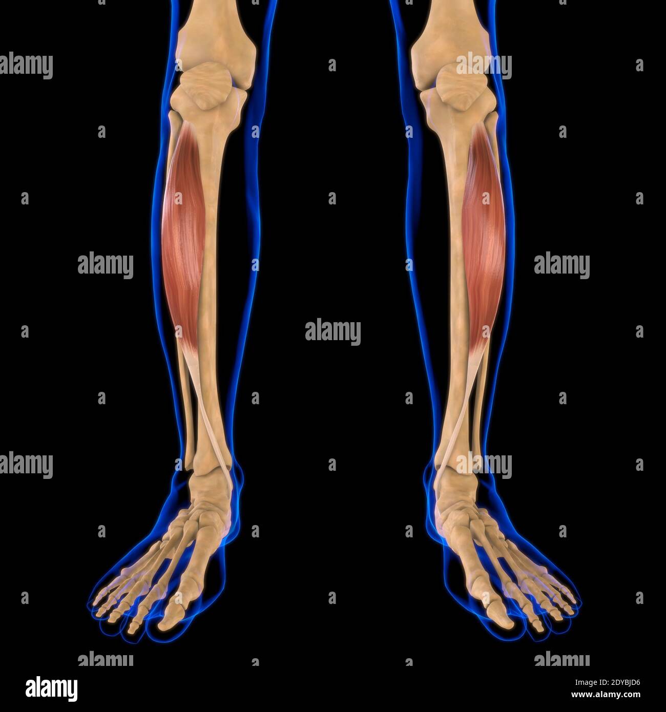 Extensor digitorum longus lateralis hi-res stock photography and images ...