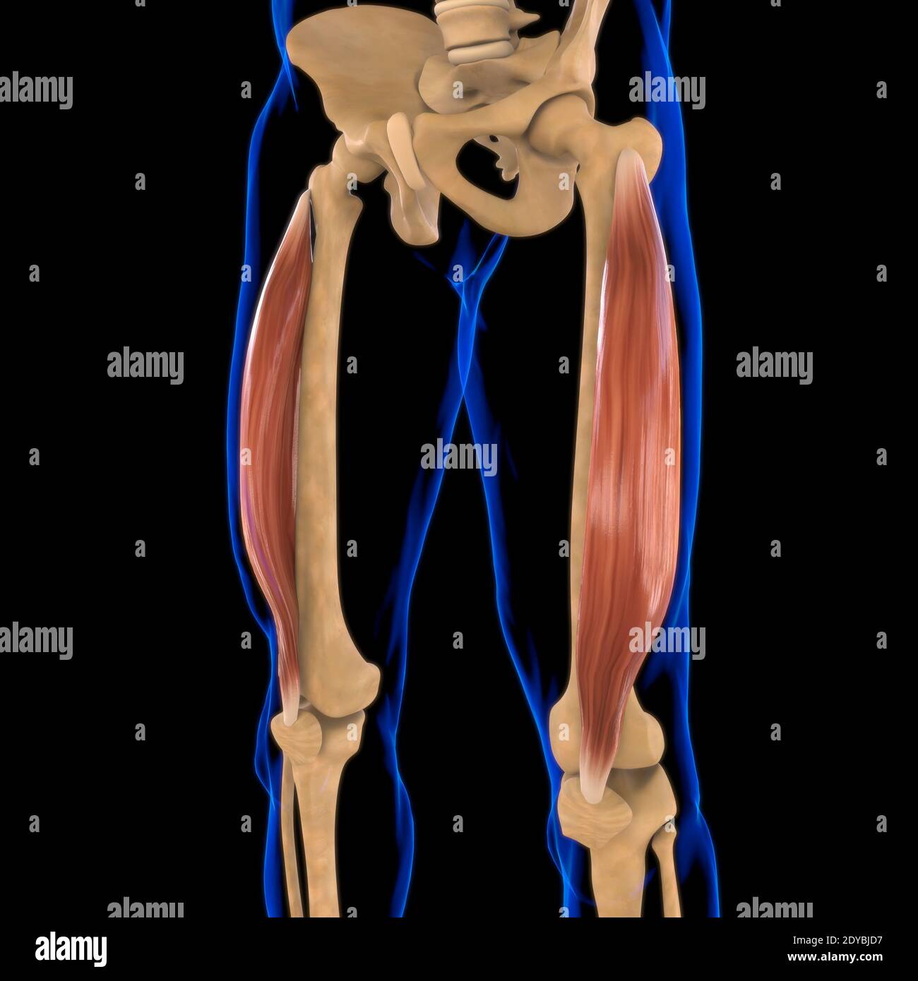 Extensor digitorum longus lateralis hi-res stock photography and images ...