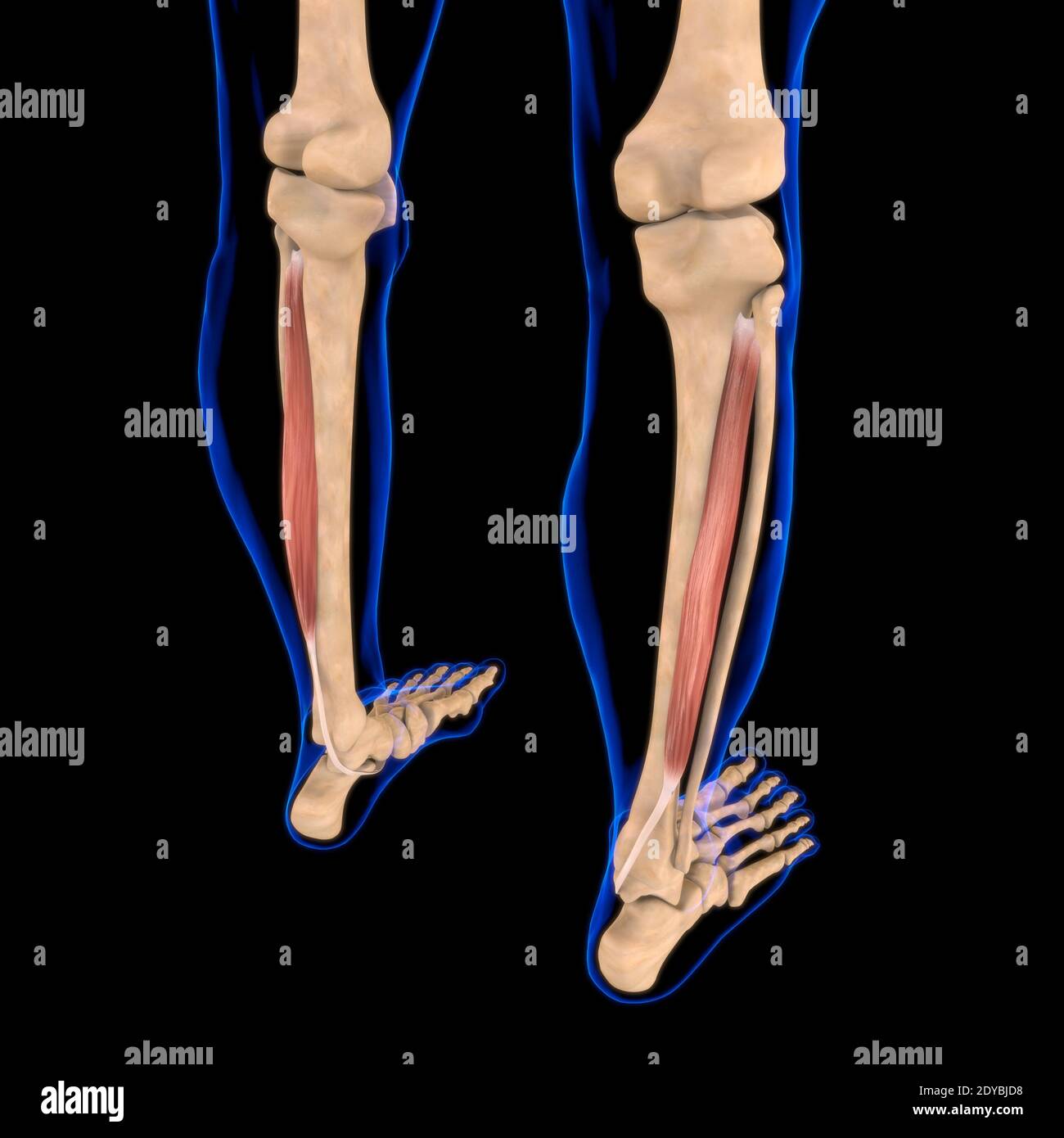 Extensor digitorum longus lateralis hi-res stock photography and images ...