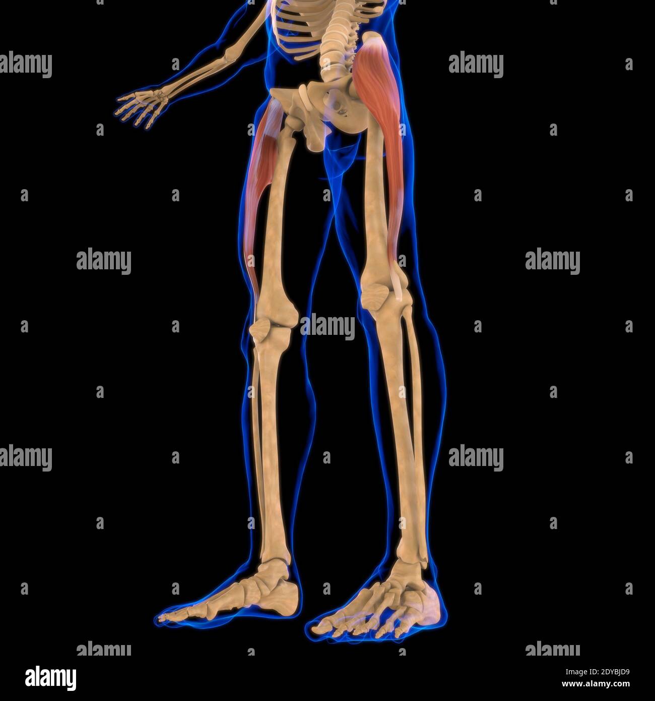 3D Illustration, Muscle is a soft tissue, Muscle cells contain proteins ...
