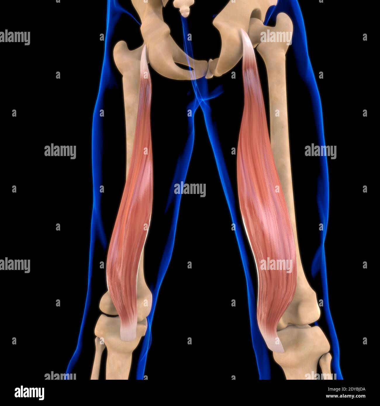 3D Illustration, Muscle is a soft tissue, Muscle cells contain proteins ...