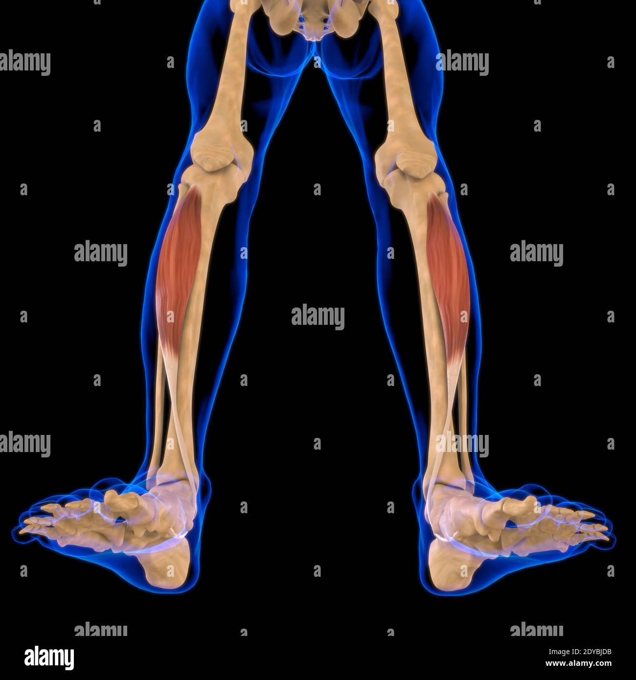 3D Illustration, Muscle is a soft tissue, Muscle cells contain proteins ...