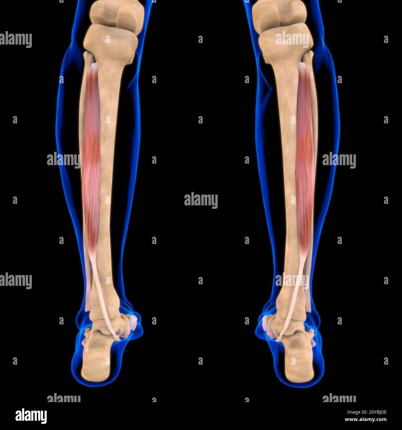 3D Illustration, Muscle is a soft tissue, Muscle cells contain proteins ...