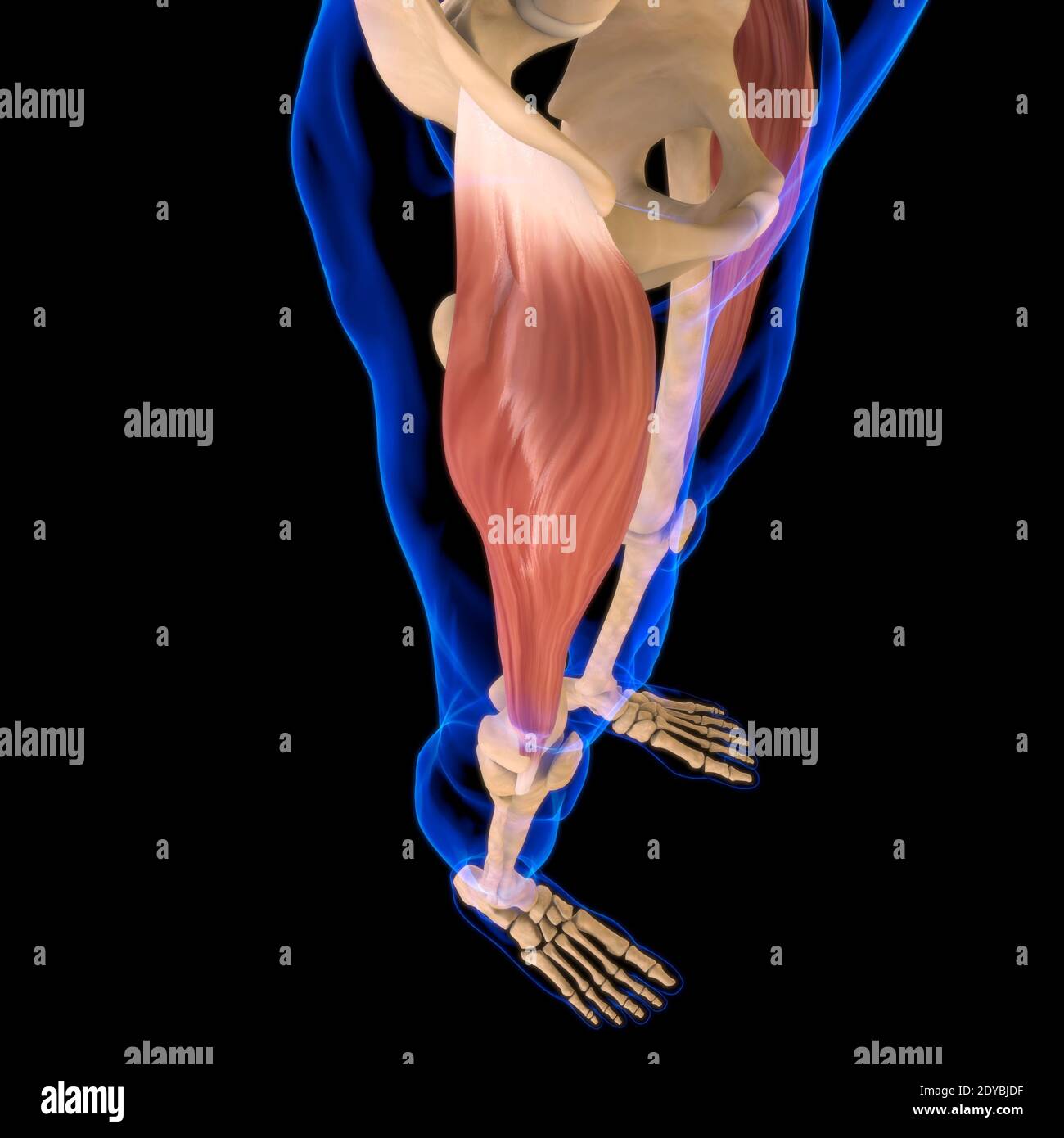 3D Illustration, Muscle is a soft tissue, Muscle cells contain proteins ...
