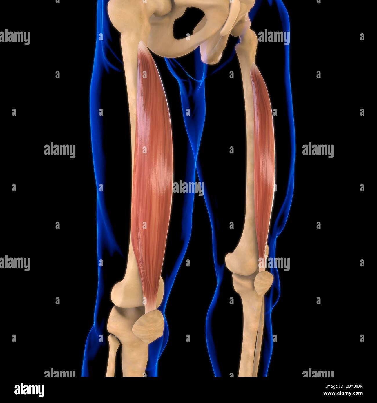 3D Illustration, Muscle is a soft tissue, Muscle cells contain proteins ...