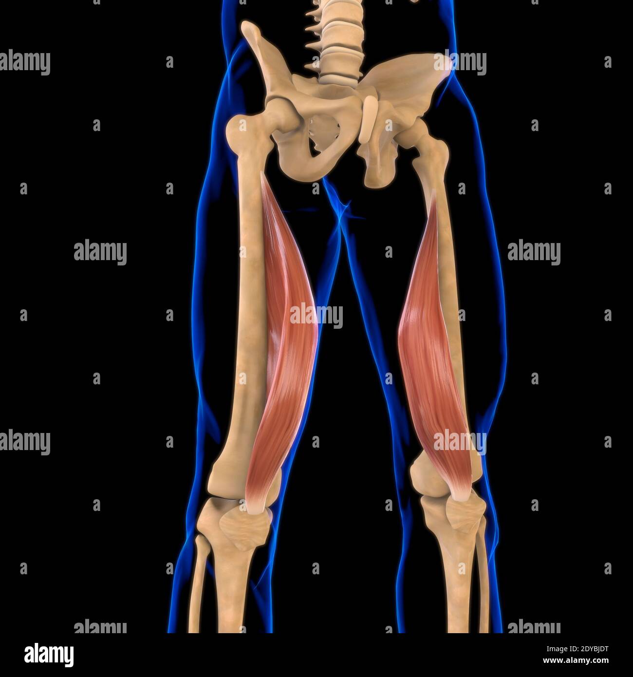 3D Illustration, Muscle is a soft tissue, Muscle cells contain proteins ...