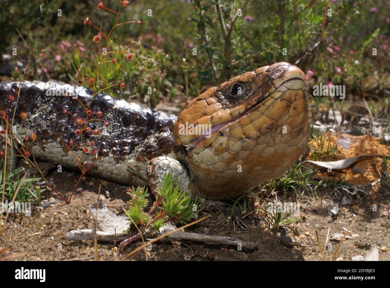 Tiliqua rugosa, the western shingleback or bobtail lizard, in natural ...