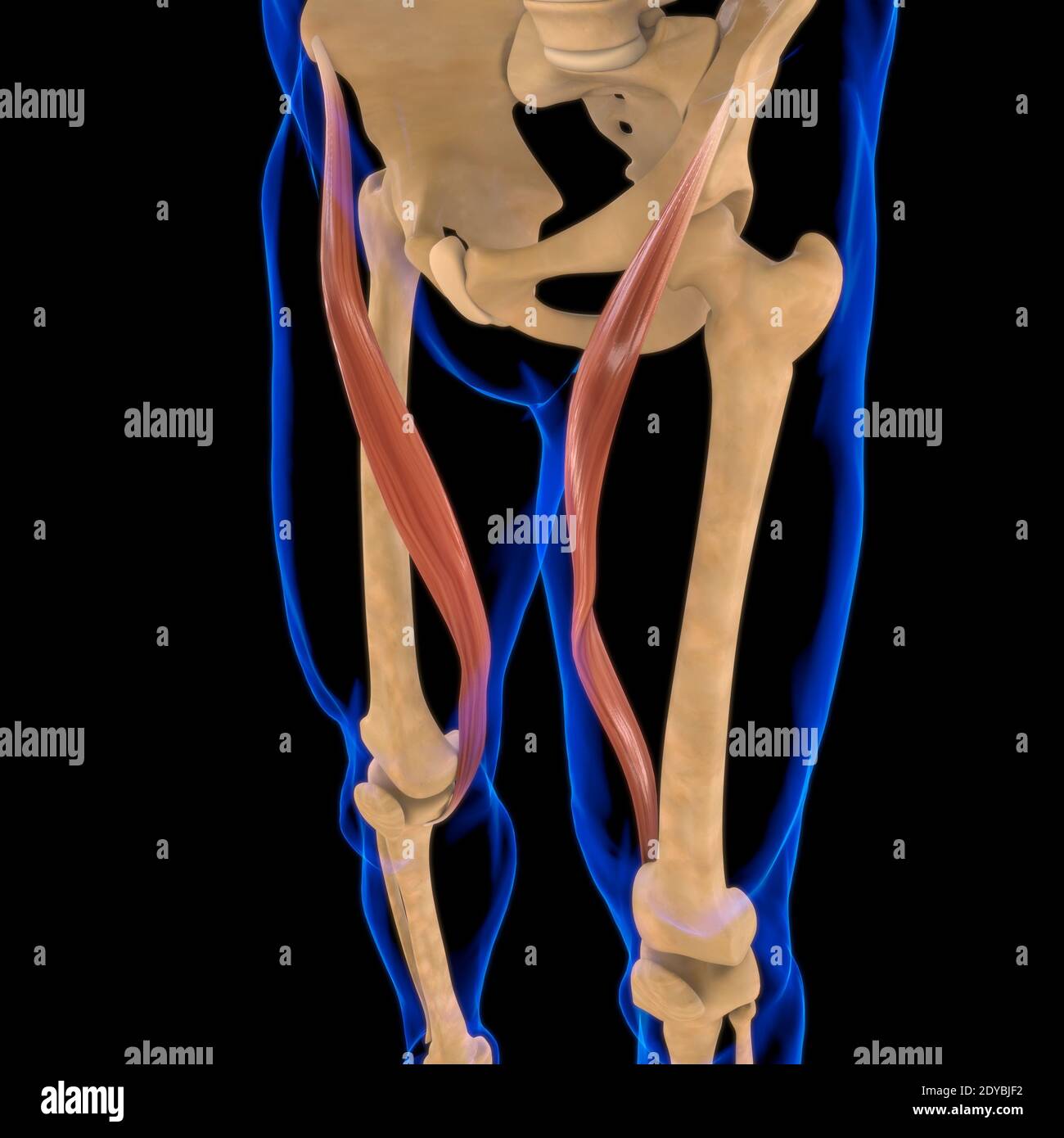 3D Illustration, Muscle is a soft tissue, Muscle cells contain proteins ...
