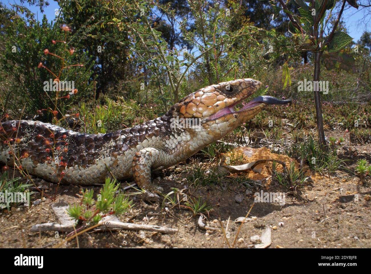 Tiliqua rugosa, shingleback or bobtail lizard, with blue tongue in ...