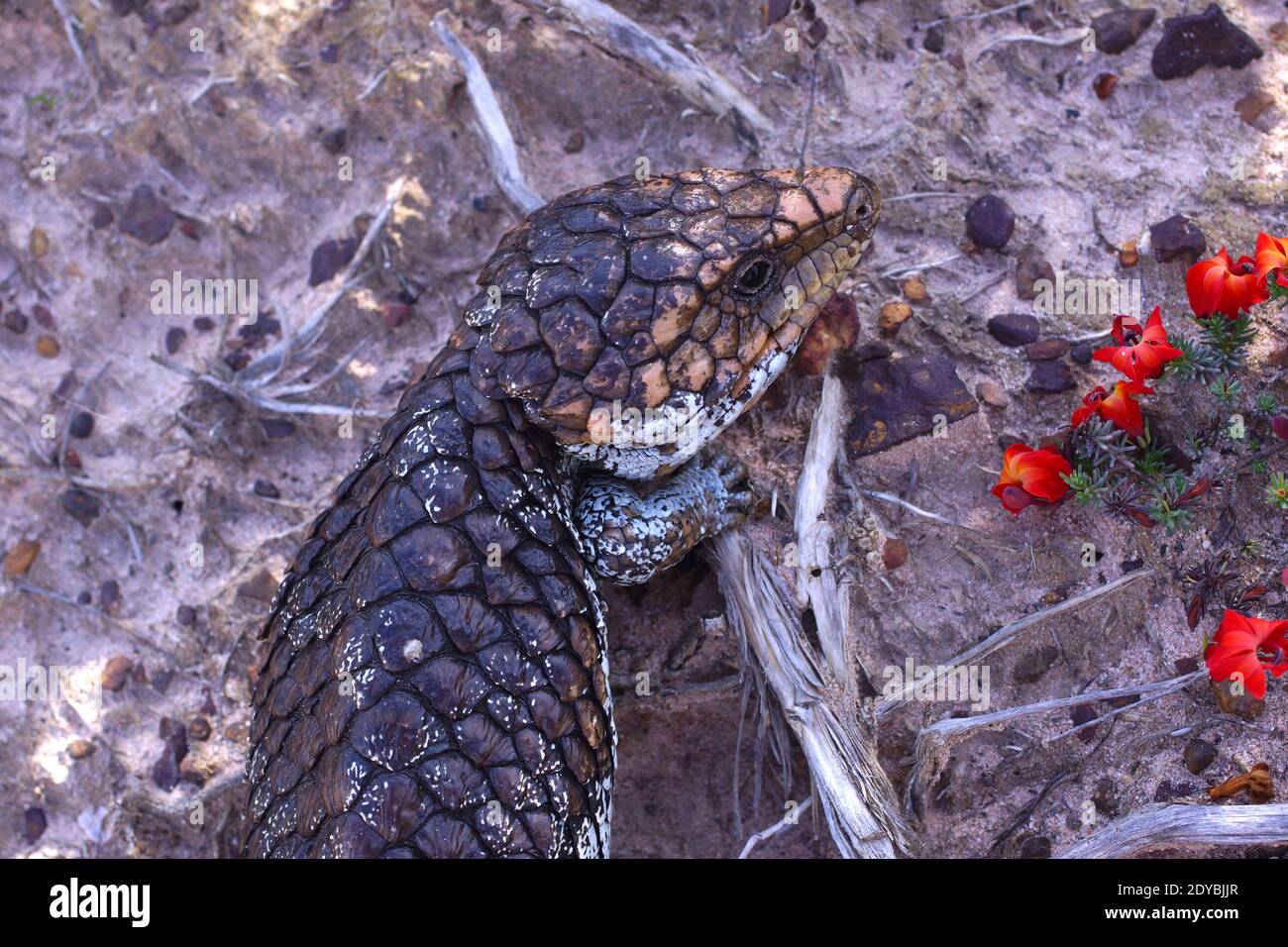 Tiliqua rugosa, the western shingleback or bobtail lizard, near ...