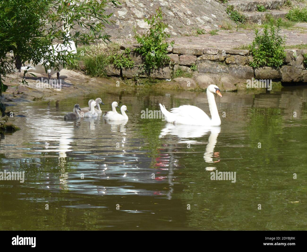 Mute swan (Cygnus olor) with six hatchlings on river Neckar in Germany ...