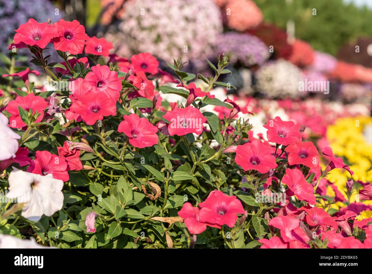 Dubai pink flowers hi-res stock photography and images - Alamy