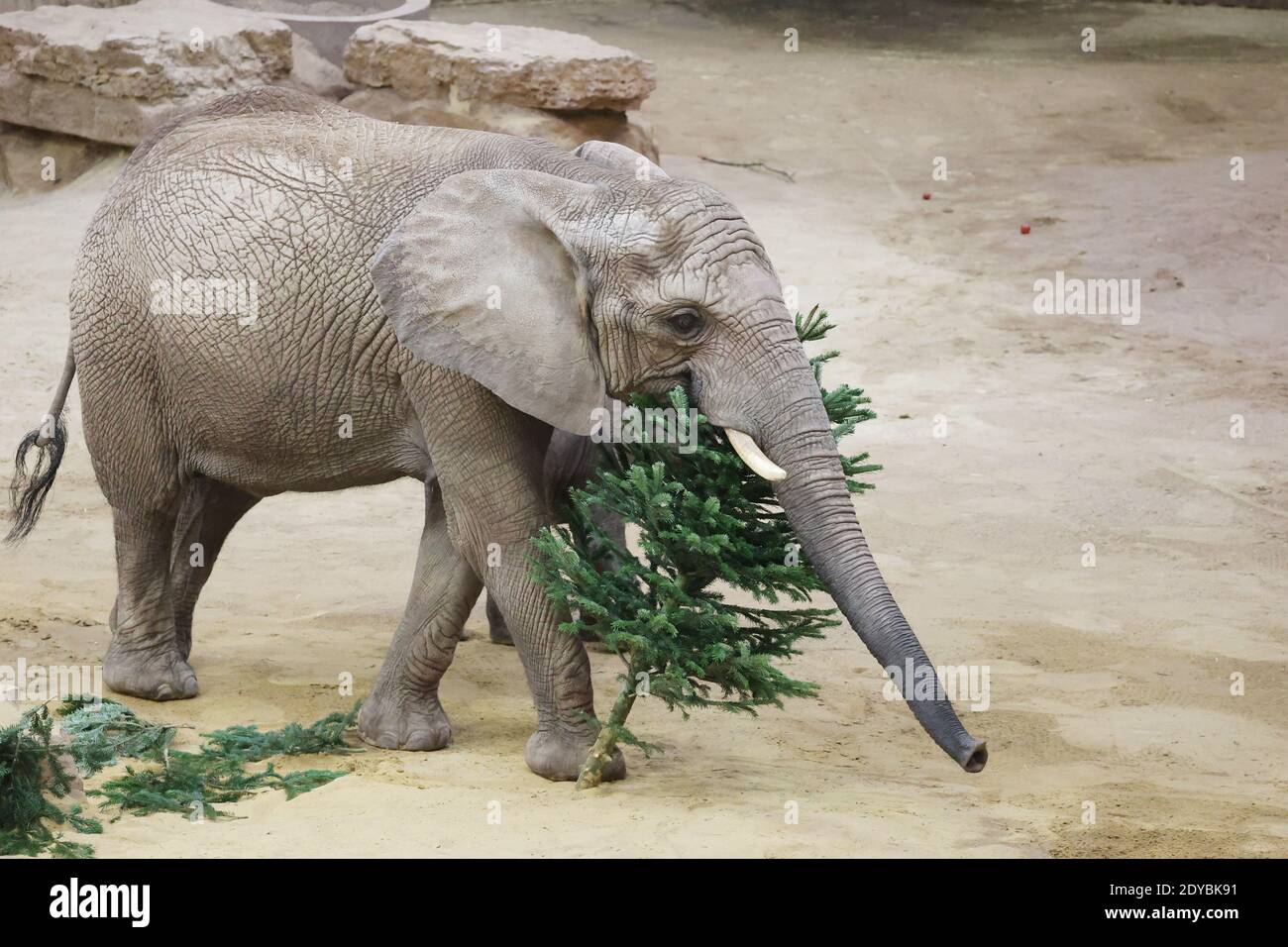Erfurt, Germany. 25th Dec, 2020. Elephant cow Chupa walks through the ...