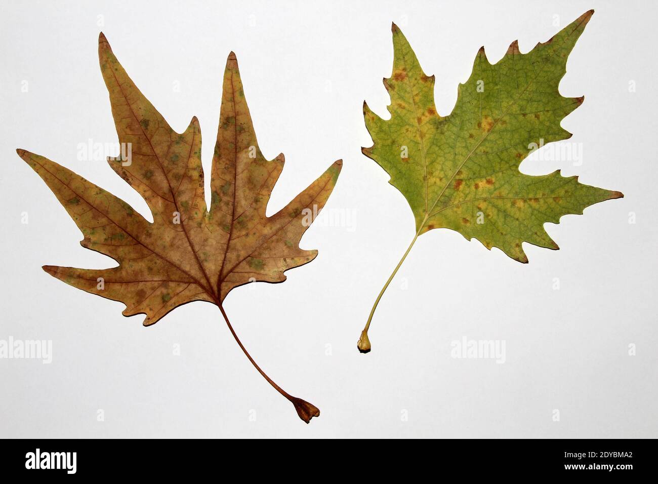Sycamore leaf closeup hi-res stock photography and images - Alamy