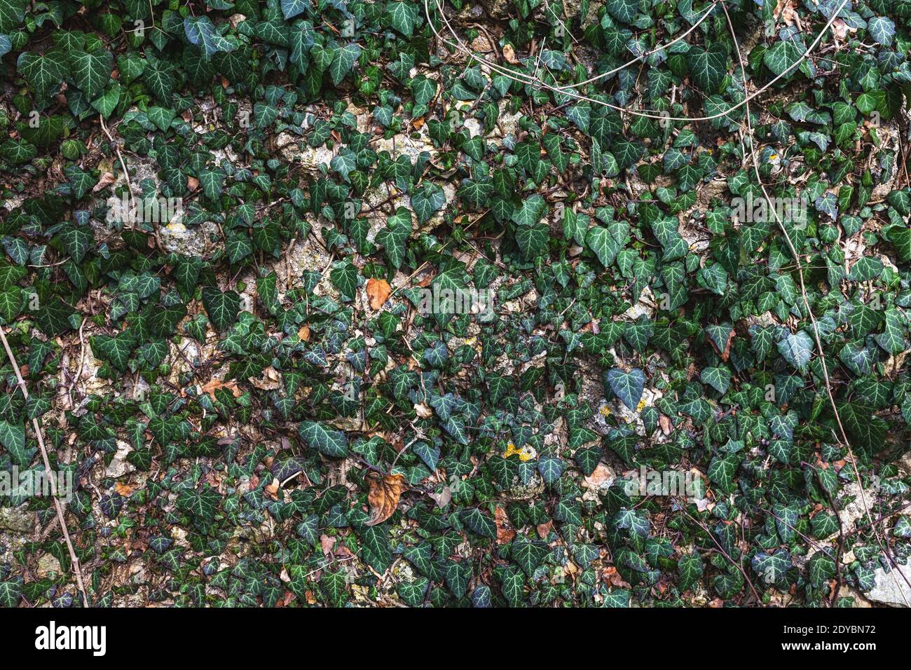 Stone wall overgrown with moss and ivy Stock Photo - Alamy