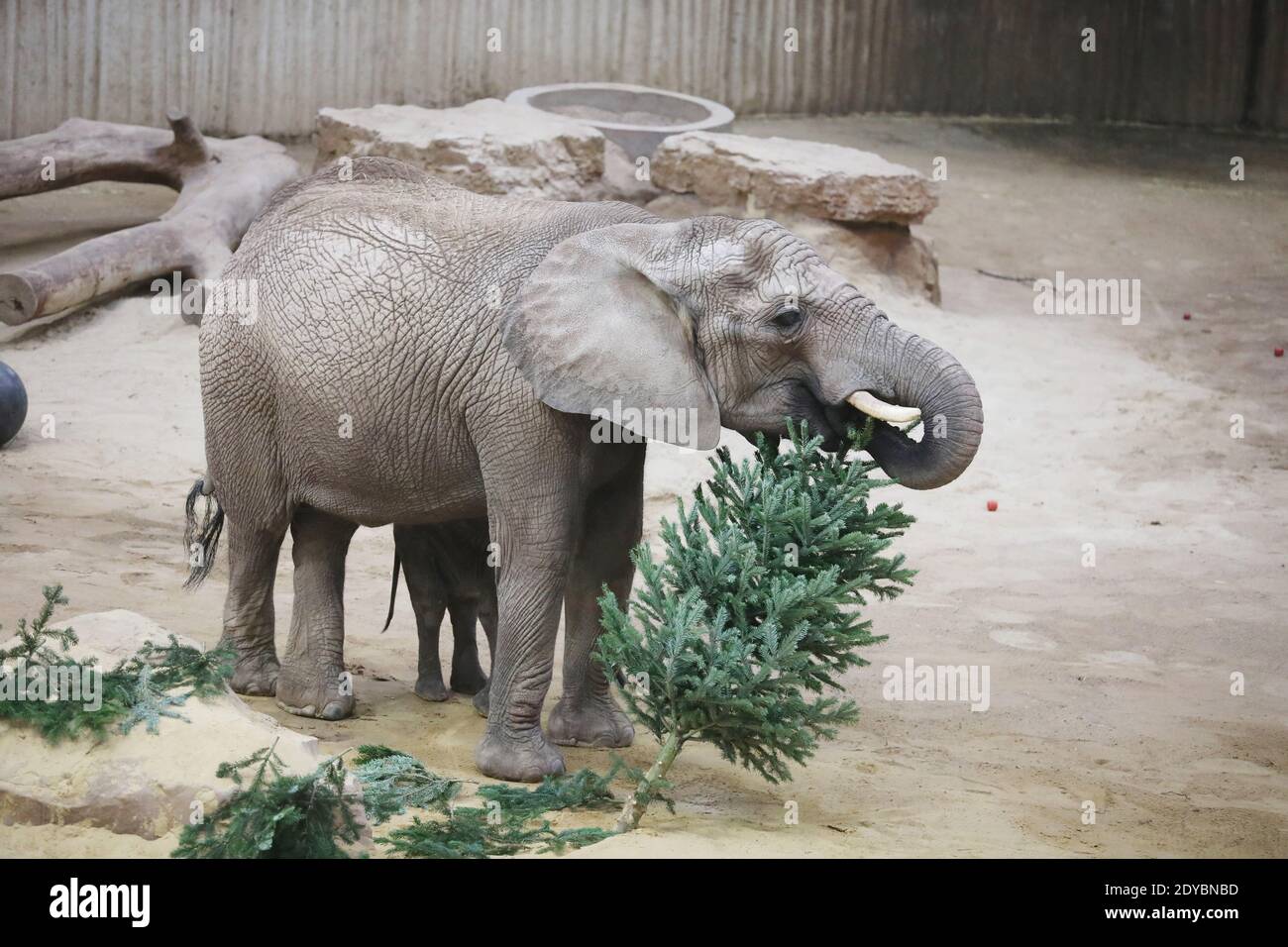 Erfurt, Germany. 25th Dec, 2020. Elephant cow Chupa walks through the ...