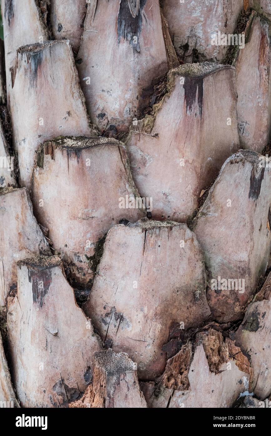 Coconut palm tree trunk texture hi-res stock photography and images - Alamy
