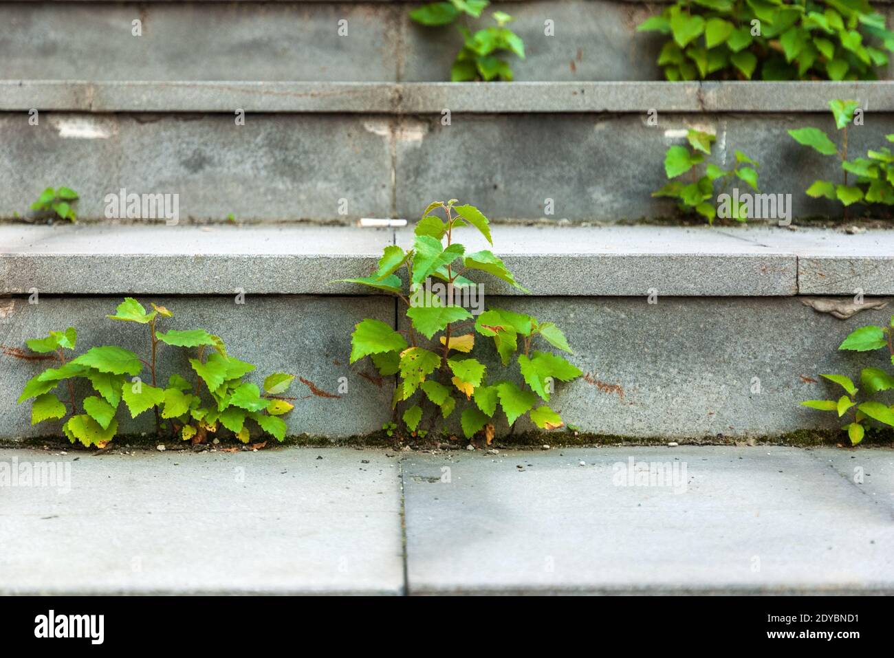 stone steps of abandoned office building stairs overgrown with young ...