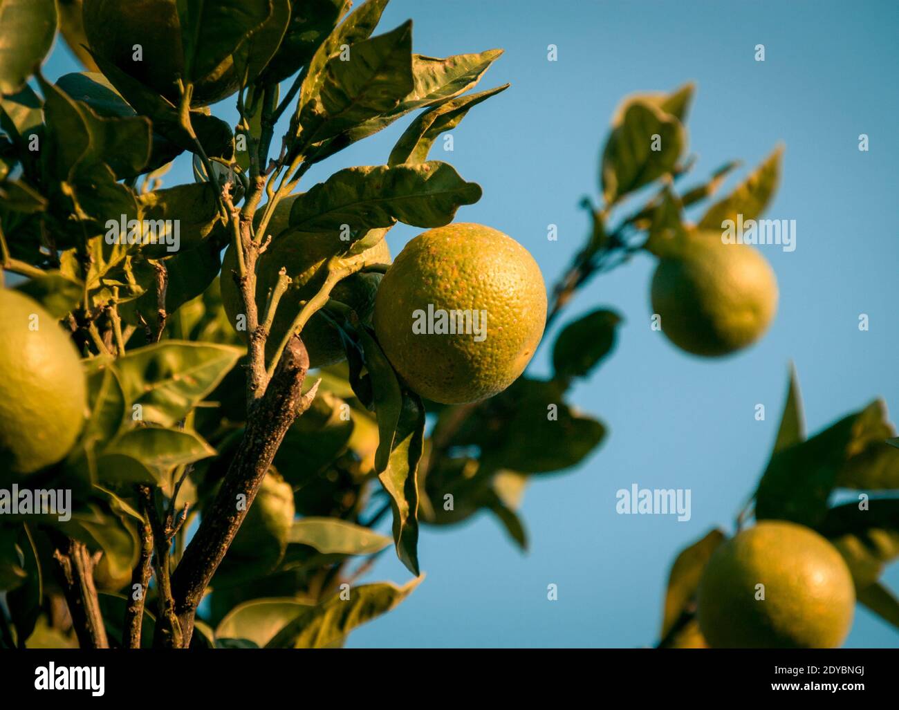 Wild lemons growing outdoors on tree Stock Photo - Alamy
