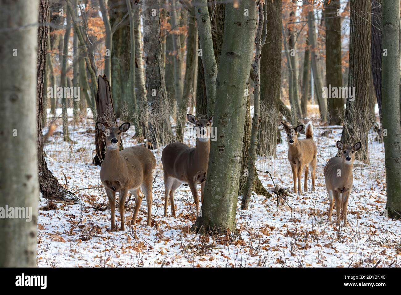 Small herd White-tailed deer in Wisconsin state park in winter Stock ...