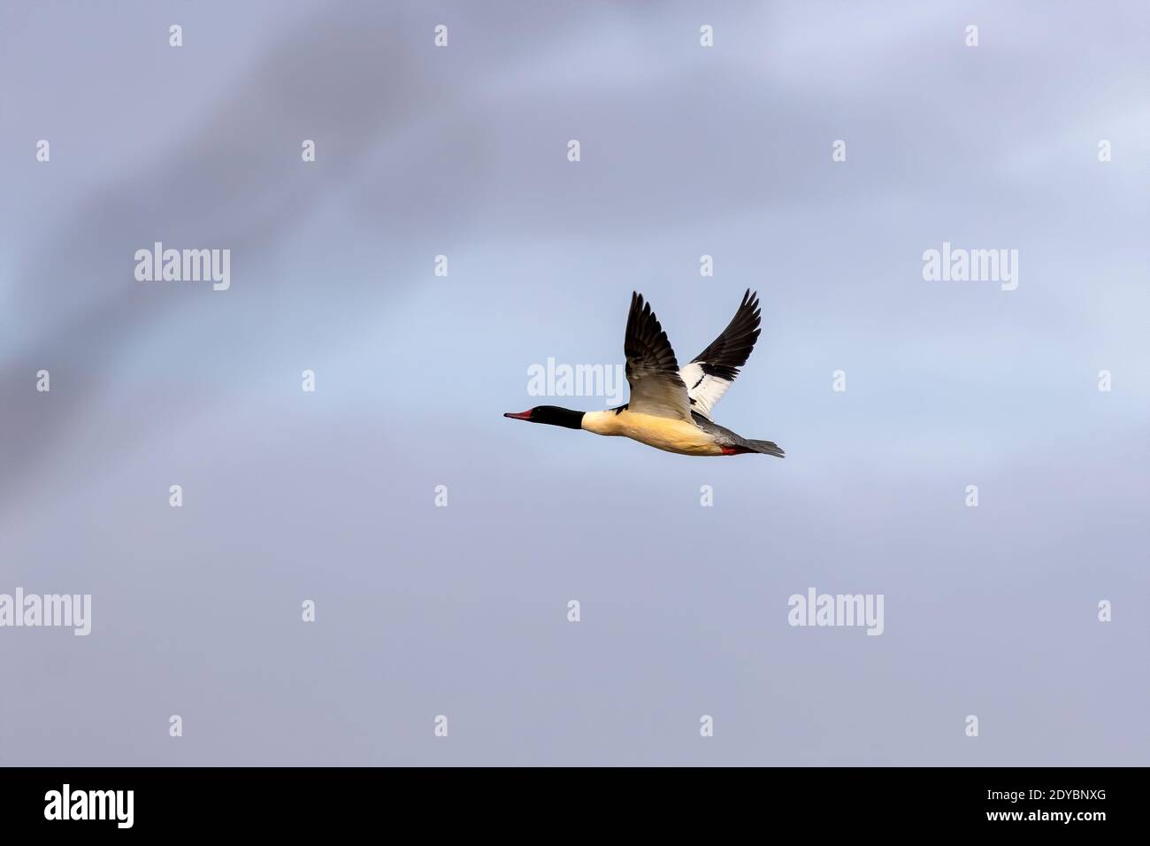 Common merganser in flight, bird during migration to south Stock Photo ...