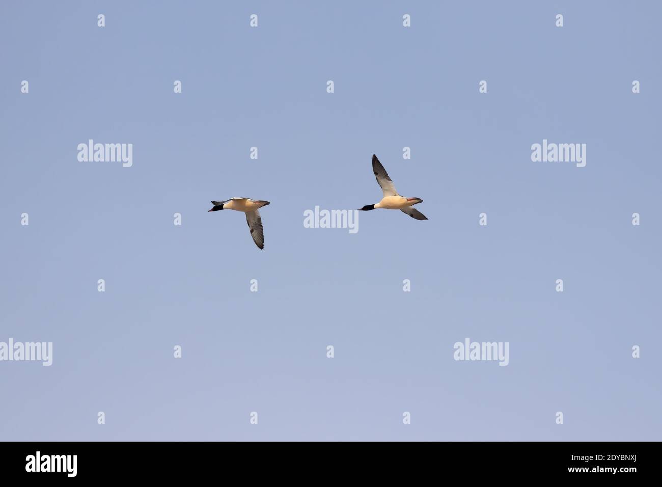 Common merganser in flight, bird during migration to south Stock Photo ...