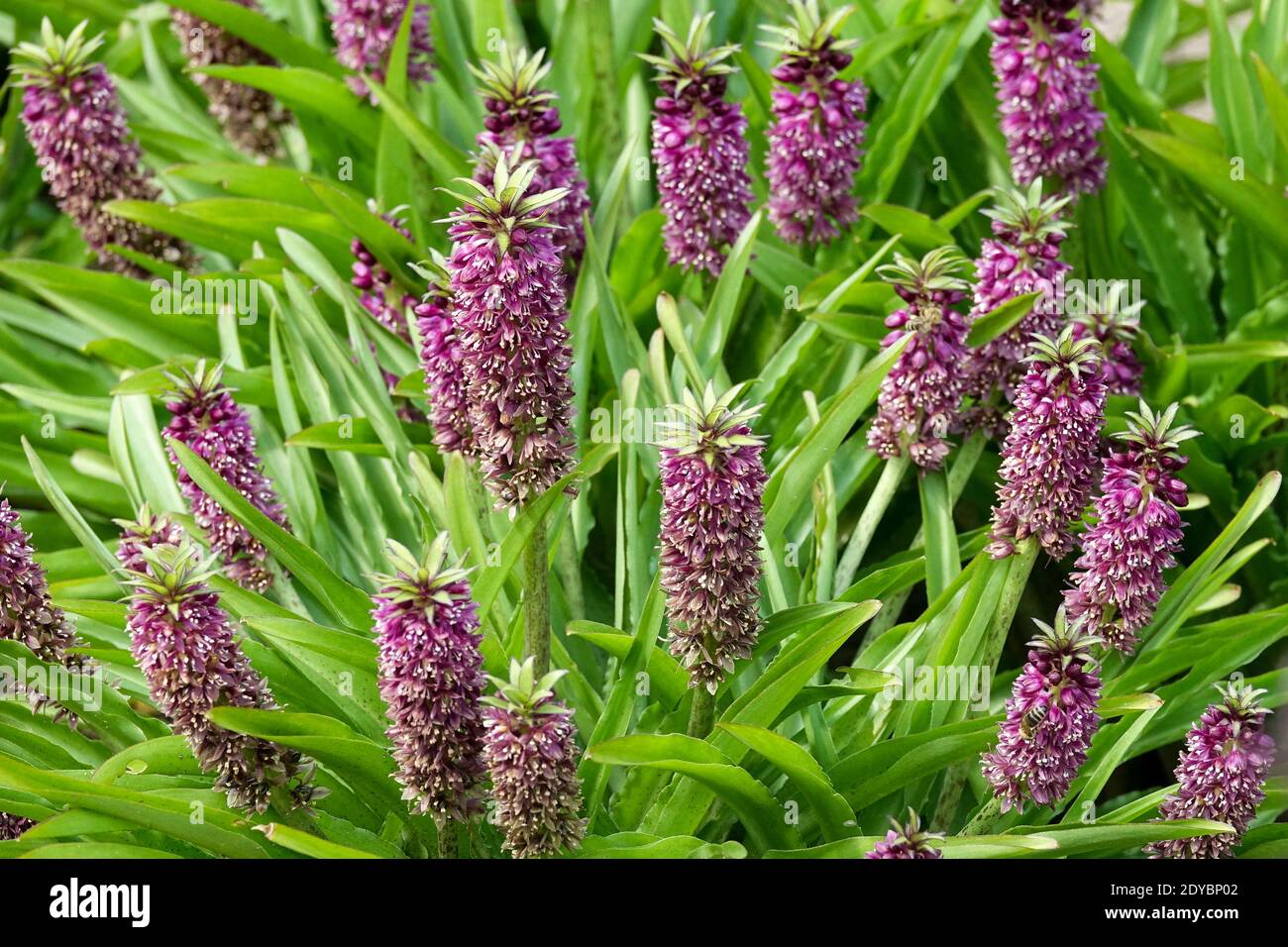 Pineapple lily Eucomis 'Leia' Aloha Lily Series Stock Photo - Alamy