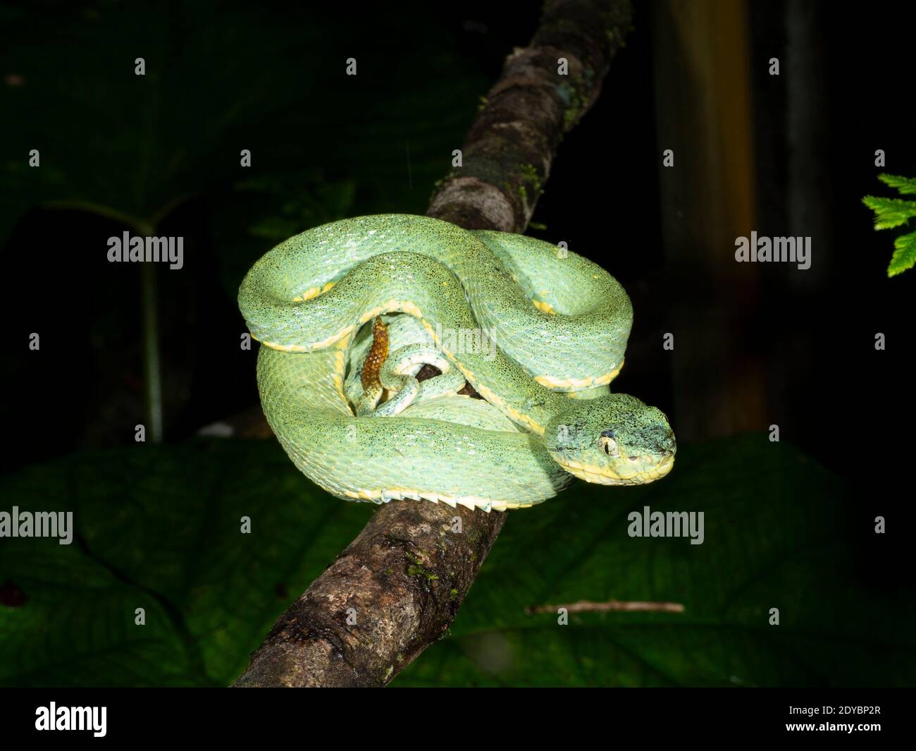 The venomous Two-striped Forest Pitviper (Bothrops bilineata) on a ...