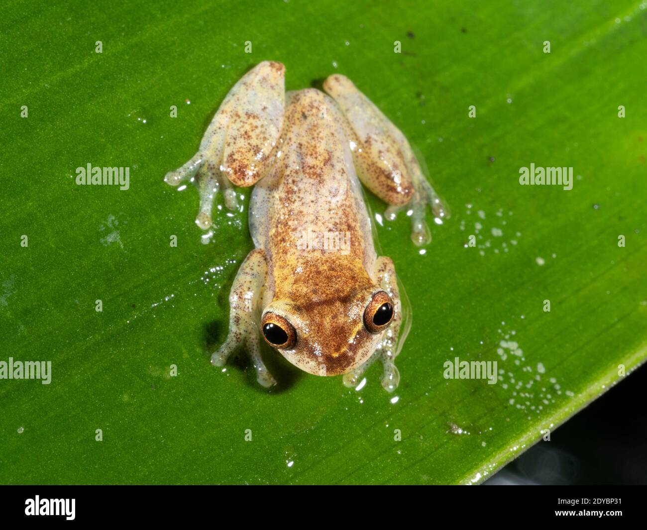 Short-headed Treefrog (Dendropsophus brevifrons) on a leaf in ...
