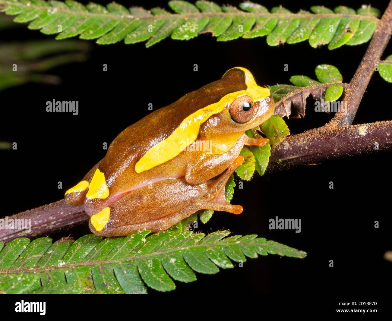 Upper Amazon Treefrog (Dendropsophus bifurcus), female sitting on a ...