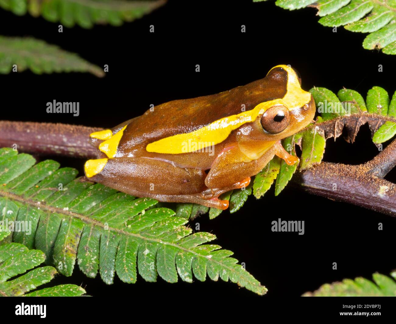 Upper Amazon Treefrog (Dendropsophus bifurcus), female sitting on a ...