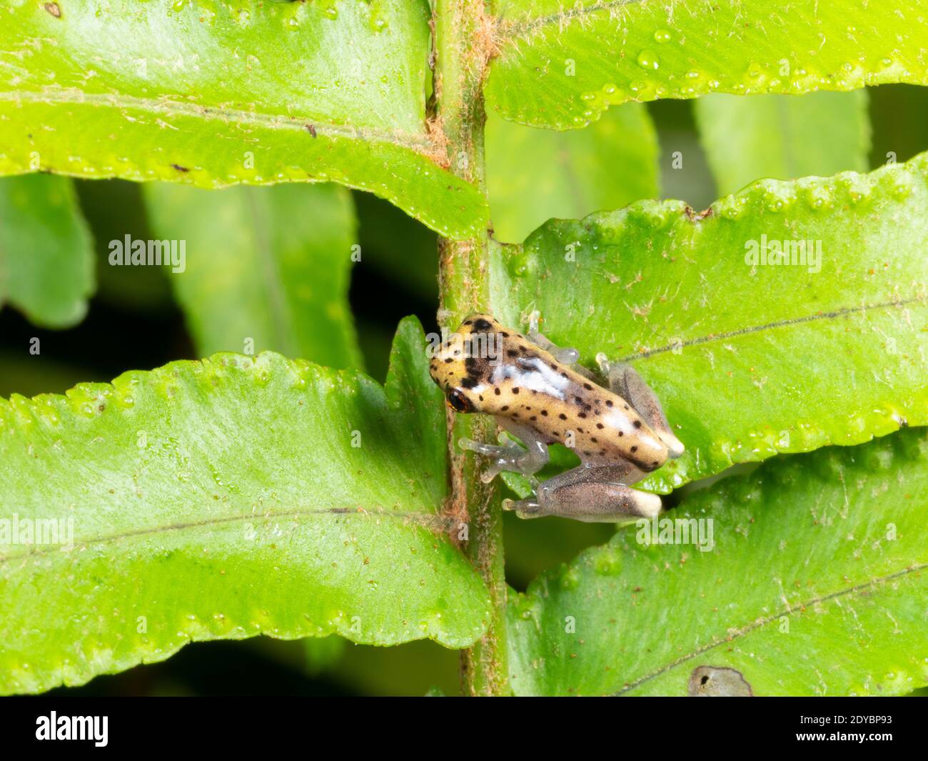 Newly metamorphosed Reticulated Treefrog (Dendropsophus reticulatus ...