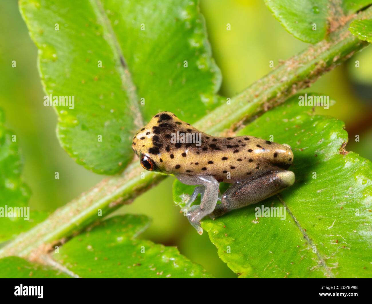 Reticulatus frog with tadpole hi-res stock photography and images - Alamy
