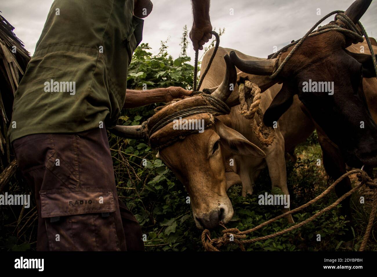 Cuba : The valley of traditional and organic farming. Vinales valley is ...