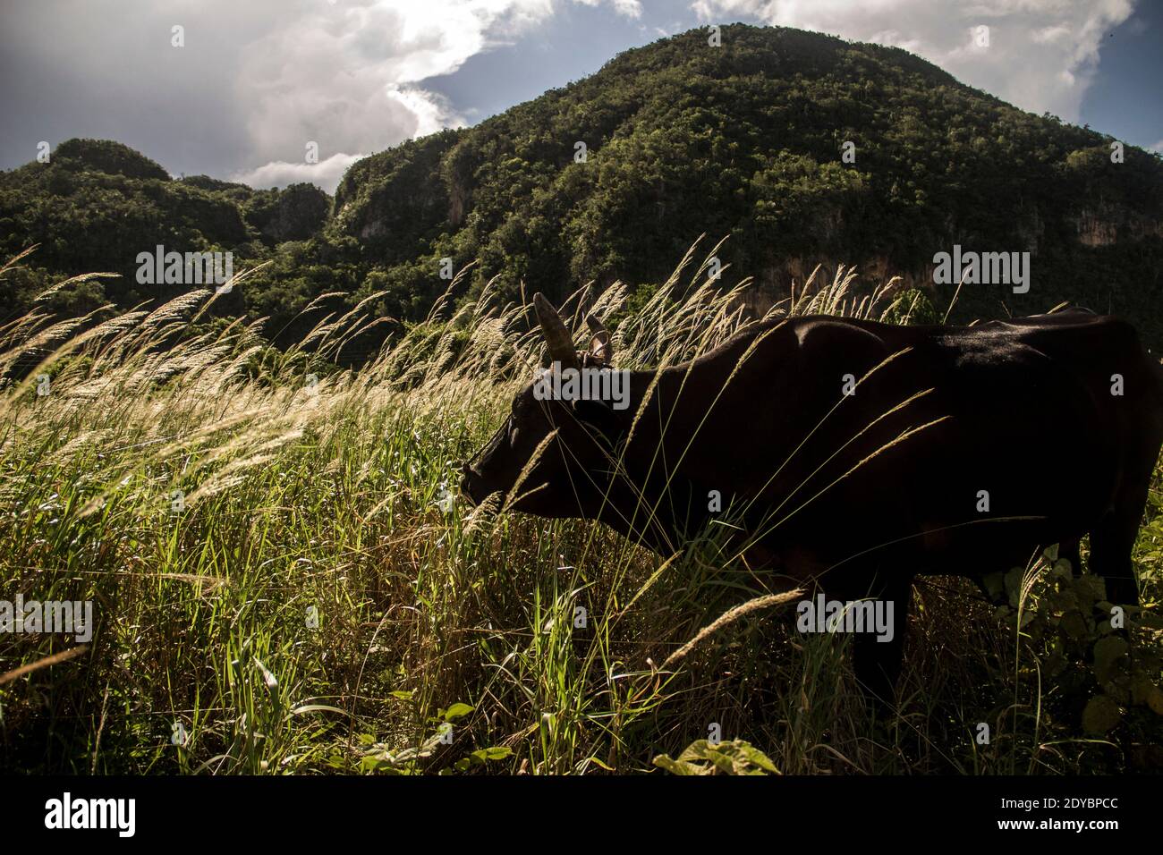 Cuba : The valley of traditional and organic farming. Vinales valley is ...