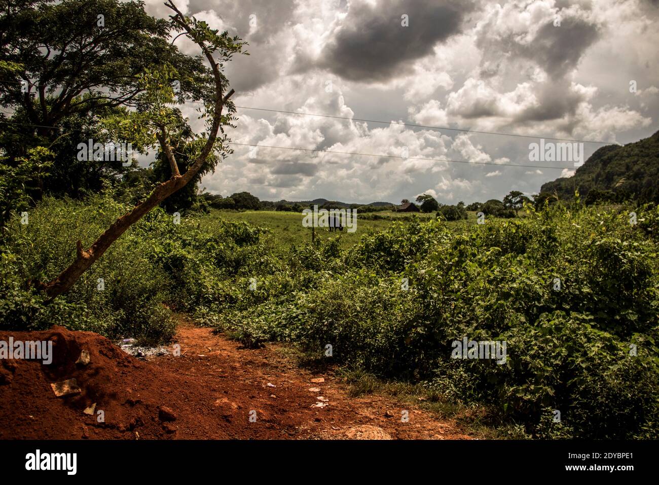 Cuba : The valley of traditional and organic farming. Vinales valley is ...