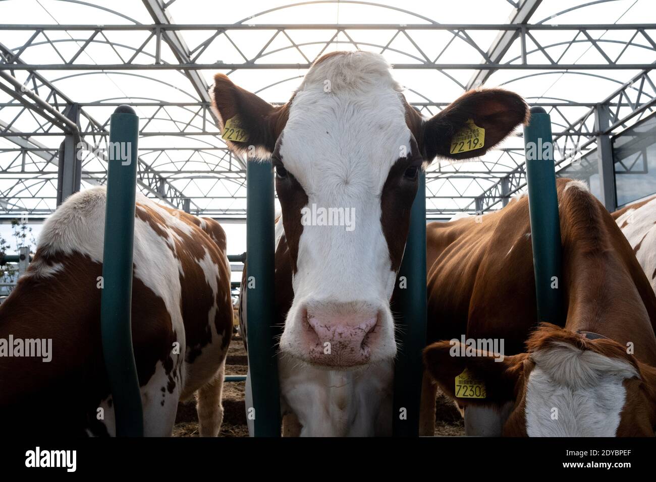 Floating farm cows hi-res stock photography and images - Alamy