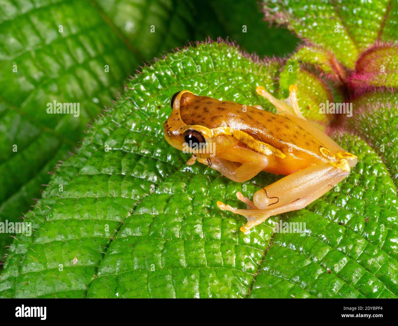 Upper Amazon Treefrog (Dendropsophus bifurcus), male sitting on a ...