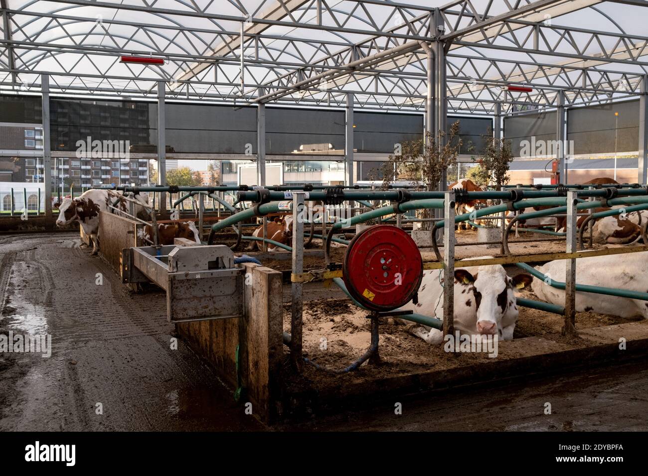 Floating farm cows hi-res stock photography and images - Alamy
