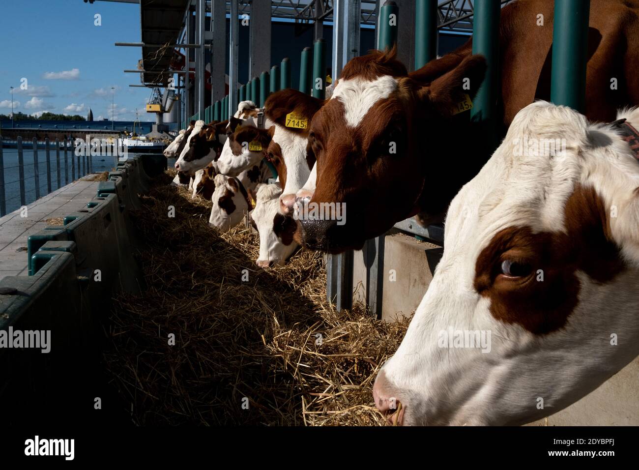In the Netherlands, in the port of Rotterdam, there is an experimental ...