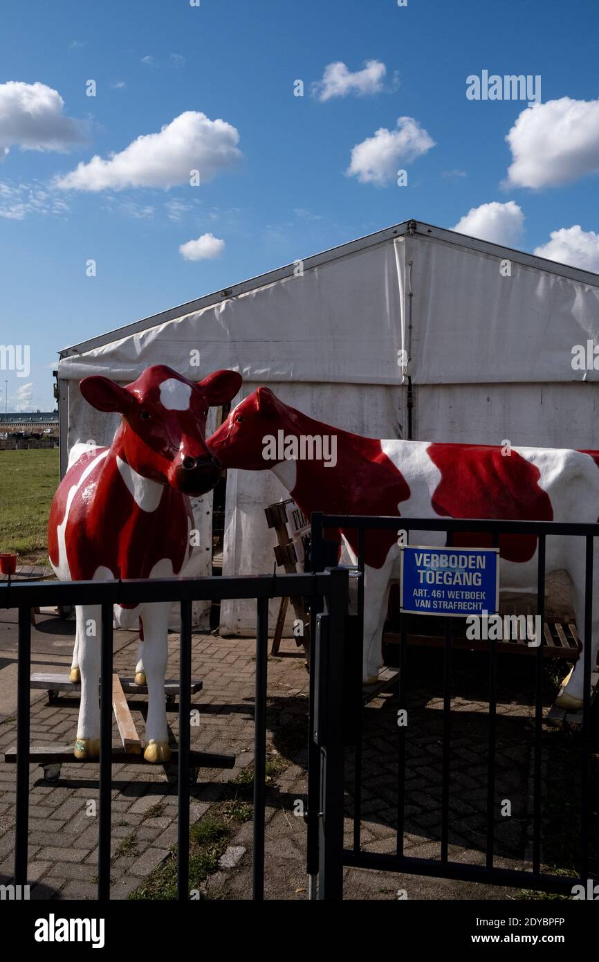 Floating farm cows hi-res stock photography and images - Alamy