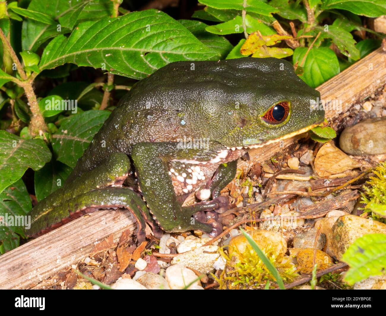 Warty Monkey Frog (Phyllomedusa tarsius), a large female beside a pond ...