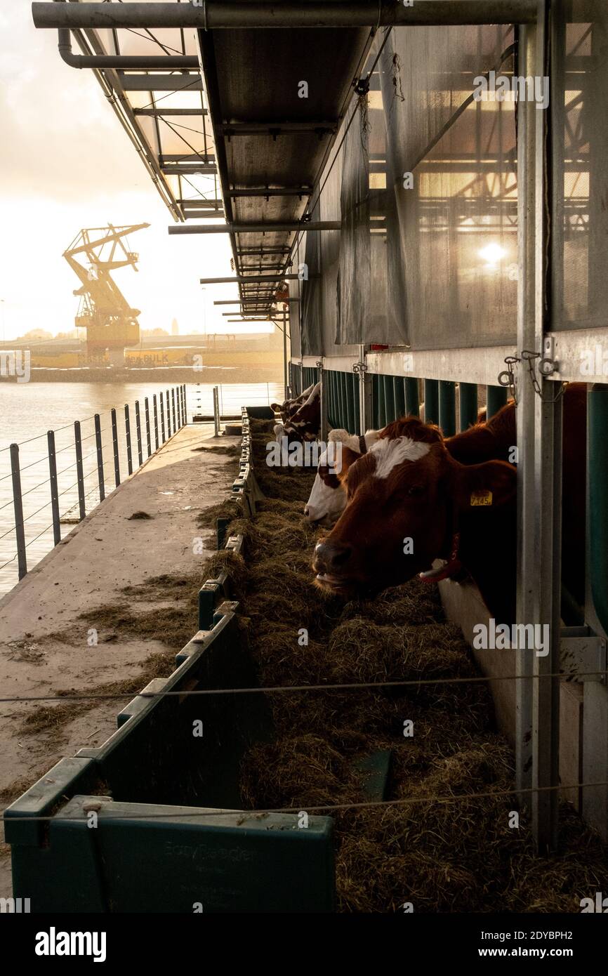 In the Netherlands, in the port of Rotterdam, there is an experimental ...