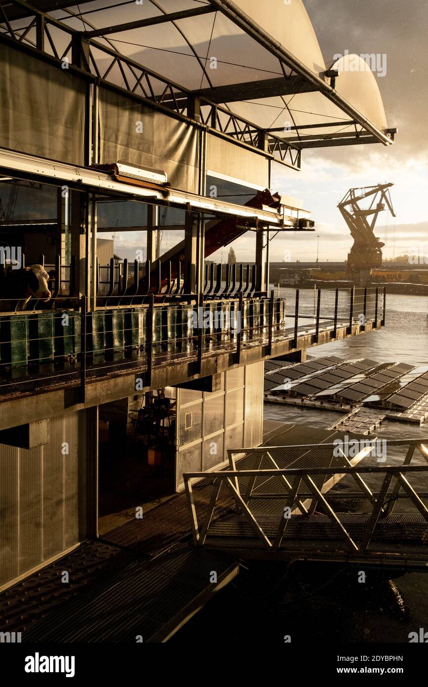 Floating farm cows hi-res stock photography and images - Alamy