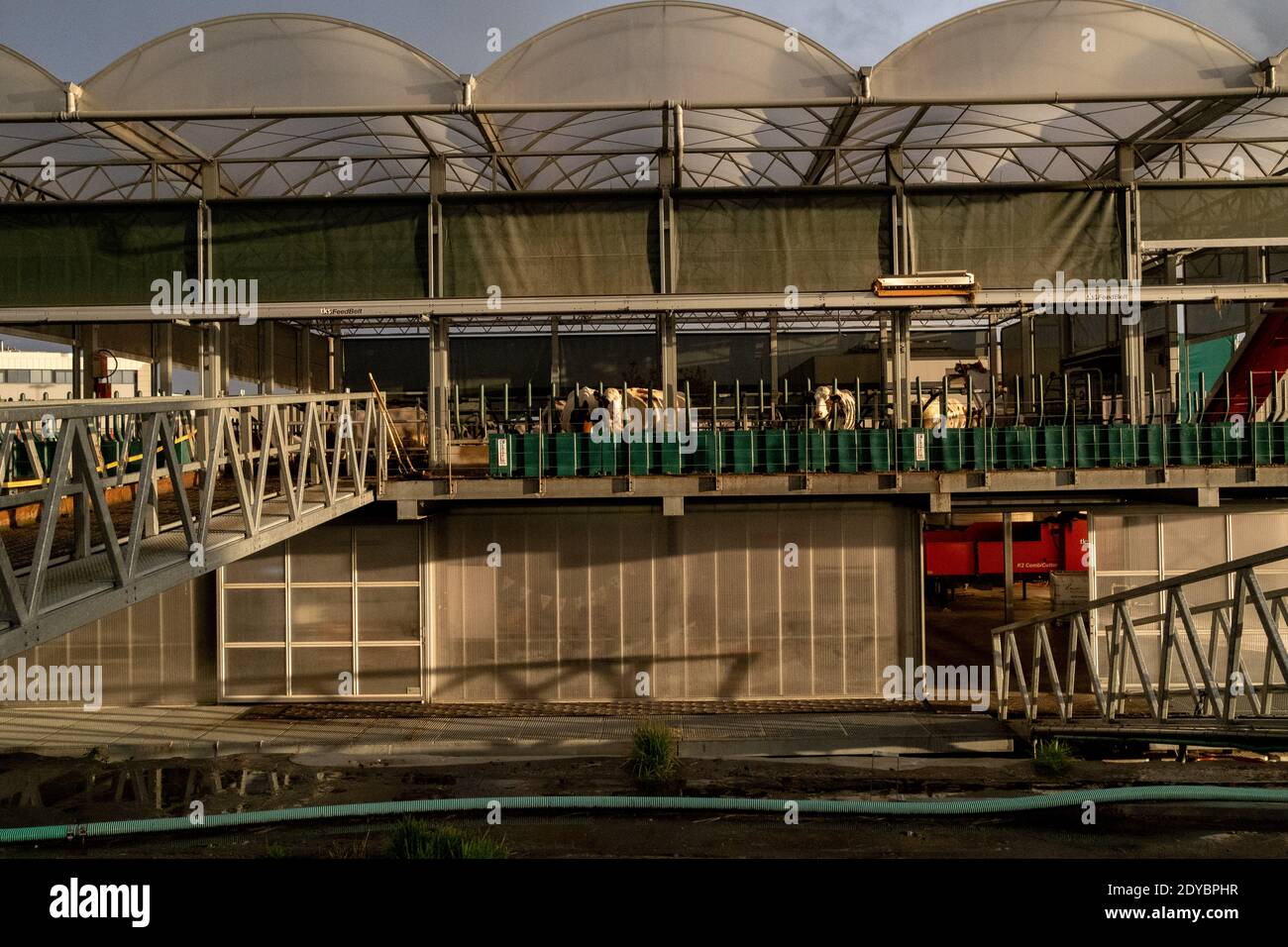 Floating farm cows hi-res stock photography and images - Alamy